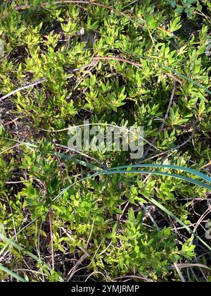 Ernodea littoralis - beach creeper Stock Photo - Alamy