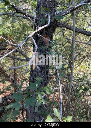 sand post oak (Quercus margaretiae Stock Photo - Alamy