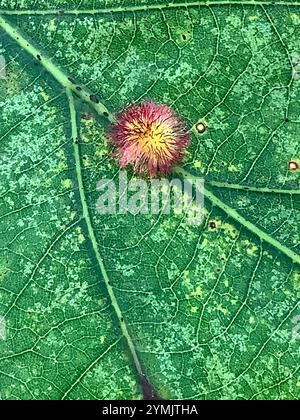 Hedgehog Gall Wasp (Acraspis erinacei Stock Photo - Alamy