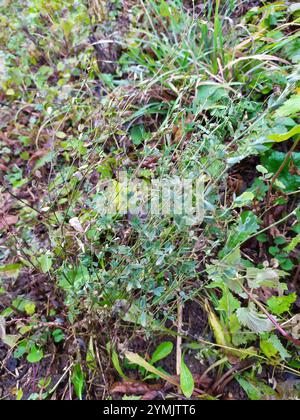 Alfalfa Complex (Medicago sativa Stock Photo - Alamy