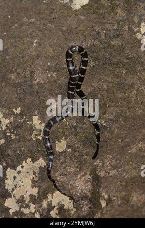 Travancore Wolf Snake (Lycodon travancoricus Stock Photo - Alamy