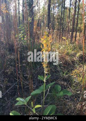 Streaked Rattlepod (Crotalaria pallida Stock Photo - Alamy