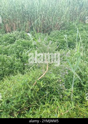 Longleaf Fountainbush (Psoralea filifolia Stock Photo - Alamy
