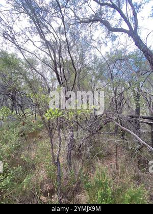 Paperbark Tea Tree (Gaudium trinervium) Plantae Stock Photo - Alamy