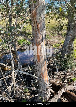 Water Elm (Planera aquatica Stock Photo - Alamy