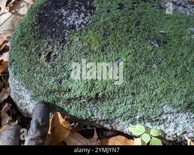 Powder-tipped Shadow Lichen (Phaeophyscia adiastola), Fungi, Waukesha ...