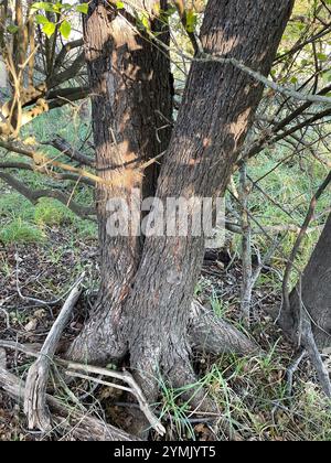 water hickory (Carya aquatica Stock Photo - Alamy