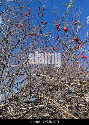 Russian rose (Rosa glabrifolia Stock Photo - Alamy