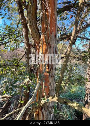 Water Elm (Planera aquatica Stock Photo - Alamy