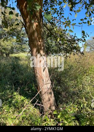 Water Elm (Planera aquatica Stock Photo - Alamy