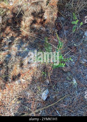 Shiny blueberry (Vaccinium myrsinites Stock Photo - Alamy