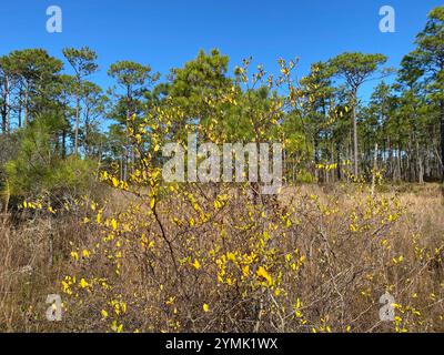 Pondspice (Litsea aestivalis Stock Photo - Alamy