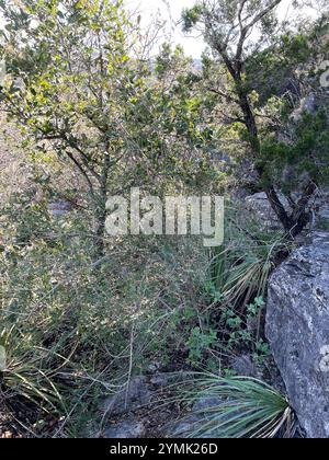 Texas Kidneywood (Eysenhardtia texana Stock Photo - Alamy