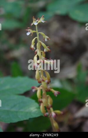 Eastern spotted coralroot (Corallorhiza maculata maculata Stock Photo ...