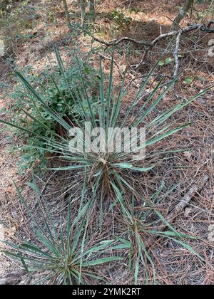 Gulf Coast Yucca (Yucca louisianensis Stock Photo - Alamy
