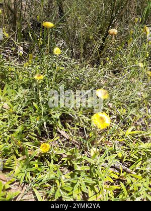 button everlasting (Coronidium scorpioides Stock Photo - Alamy