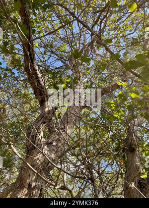 bastard oak (Quercus sinuata Stock Photo - Alamy