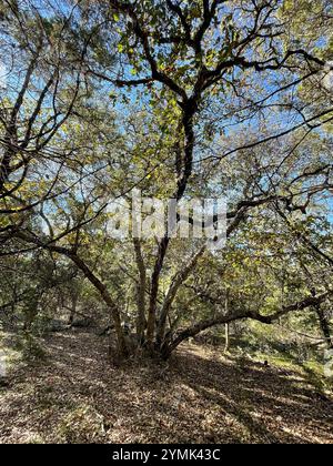 White Shin Oak (Quercus sinuata breviloba Stock Photo - Alamy