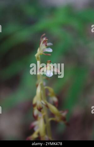 Eastern spotted coralroot (Corallorhiza maculata maculata Stock Photo ...