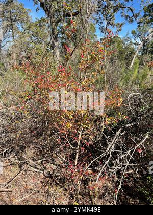 sparkleberry (Vaccinium arboreum Stock Photo - Alamy