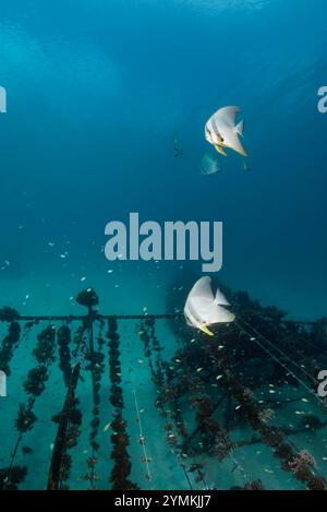 One of the largest artificial coral reefs in the Maldives where corals ...