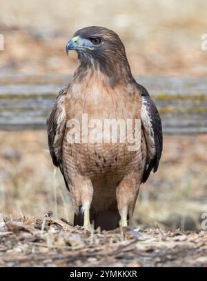 Red-tailed Hawk foraging on the grounds. Arastradero Preserve, Santa ...
