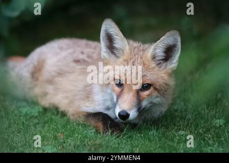 Young fox/cub lying in the grass Stock Photo - Alamy