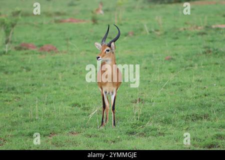 Wild Uganda Kob antelope seen in Nature on Safari in Murchison Falls ...