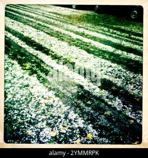 Ice covers part of a street in Montreal, Monday, Dec. 29, 2025 ...