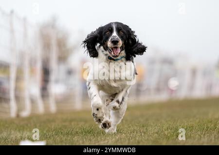 English Springer Spaniel Running Lure Course Sprint Dog Sport Stock ...