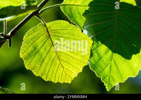 Manchurian Alder Alnus hirsuta aka Alnus sibirica Stock Photo - Alamy