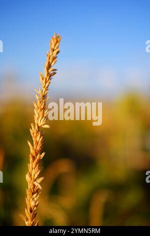 Corn paddy close up in a corn farm with blur background Stock Photo - Alamy