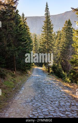 Footpath in coniferous forest, High Tatras mountains, Slovak republic ...