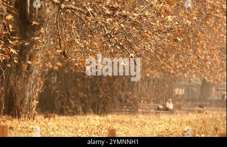 Chinar tree leaves are seen in a pond in Mughal garden Nishat during ...