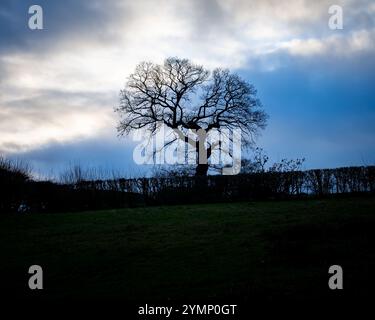 Wetlands at RSPB Burton Mere, Wirral, UK Stock Photo - Alamy