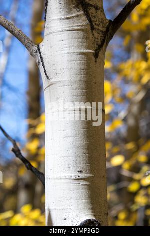 Closeup of tree bark Stock Photo - Alamy