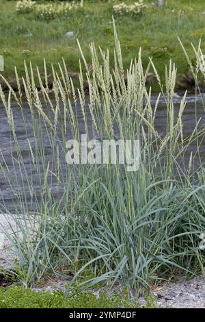 Strandroggen (Leymus arenarius Stock Photo - Alamy