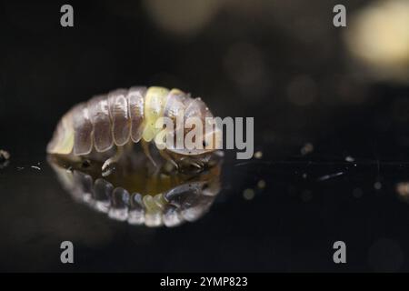 isopods woodlouse pill bugs cubaris R13 ugly ducky Stock Photo - Alamy