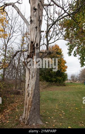 A hole on the trunk of a dead tree in a dense vegetated area near Mount ...