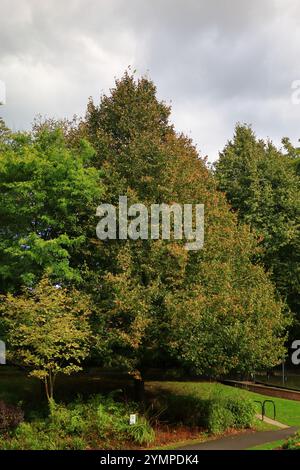 Small leaved lime / Pry Tree (Tilia cordata) Ancient coppice stool ...