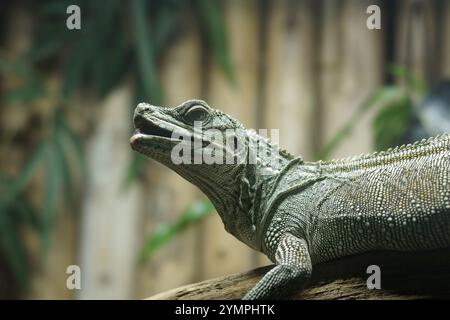 Philippine sailfin lizard (Hydrosaurus pustulatus), crested lizard ...