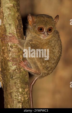 Portrait of a spectral tarsier (Tarsius spectrumgurskyae) in Tangkoko ...