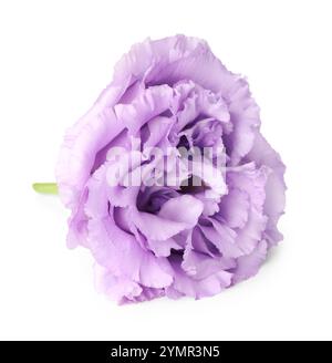 One beautiful violet eustoma flower isolated on white Stock Photo - Alamy