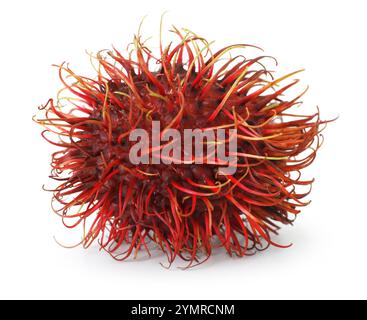 One whole fresh red rambutan isolated on black glass Stock Photo - Alamy