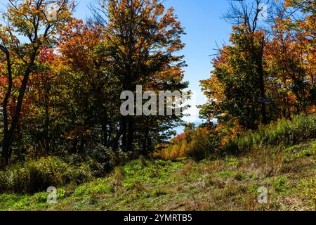 Colorful autumn trees; Lutsen Mountain, Lutsen, Minnesota, USA Stock ...