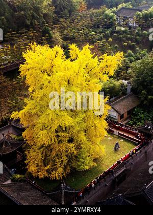Aerial photo shows an ancient ginkgo tree at a temple in Xi'an City ...