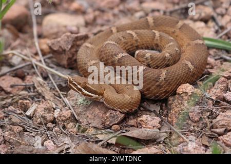 Ridge-nosed Rattlesnake in Arizona (Crotalus willardi) Slithering Stock ...