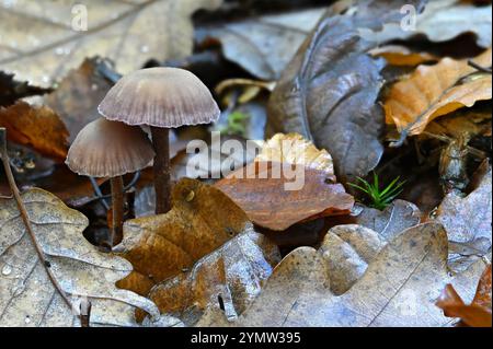 Small fungus (possibly Mottlegill sp.) growing among autumn leaf litter ...