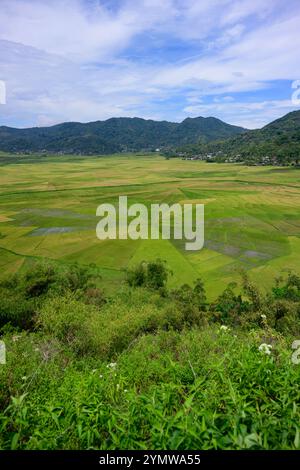 Spider web rice fields in Lodok Cara village in Flores island, East ...