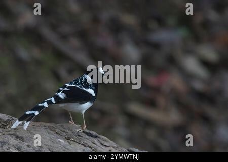 Spotted Forktail, (Enicurus maculatus), standing in a stream, Nainital ...